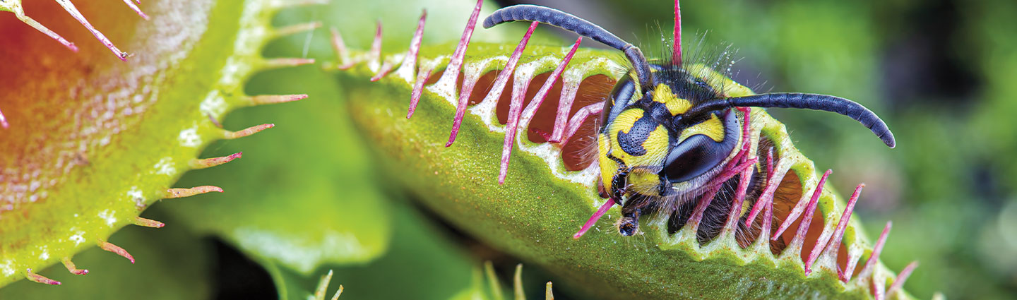 Killer Plants | Biology Article for Students | Scholastic Science World ...